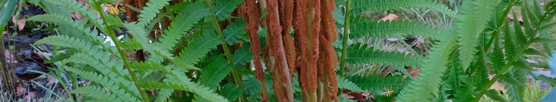 Osmunda Fiber