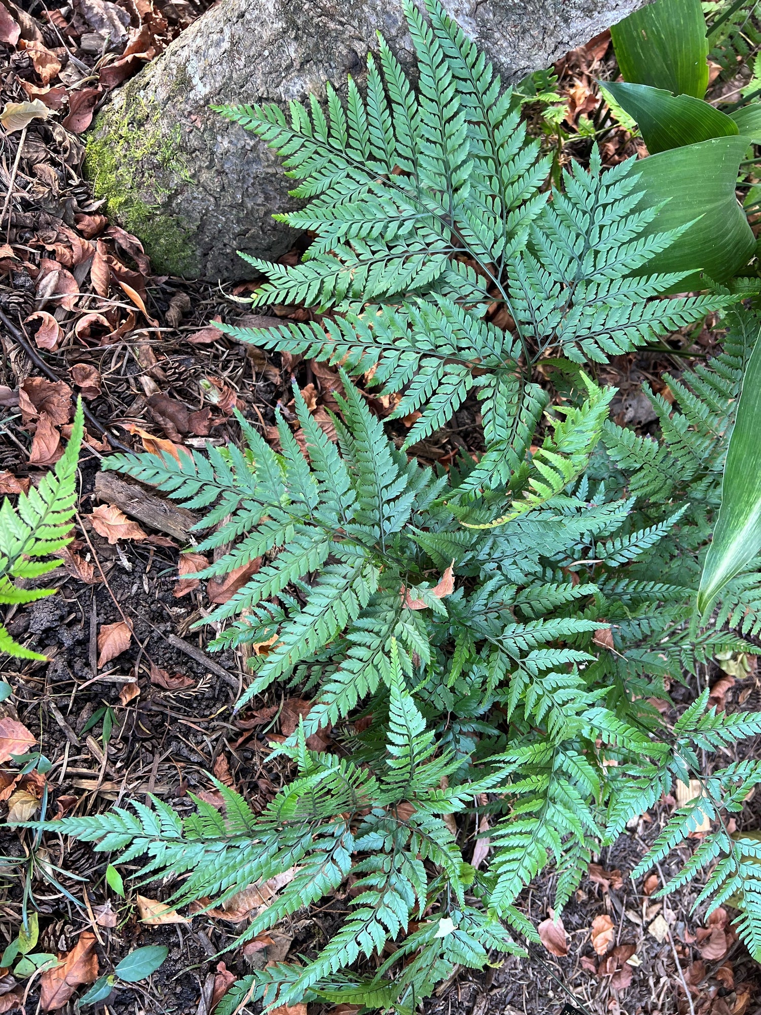Plant Profile: Arachniodes (Spider Ferns, Bristle Ferns)