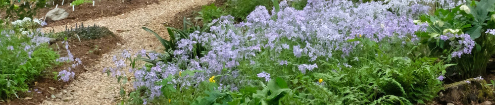 Videos – Plant Delights Nursery