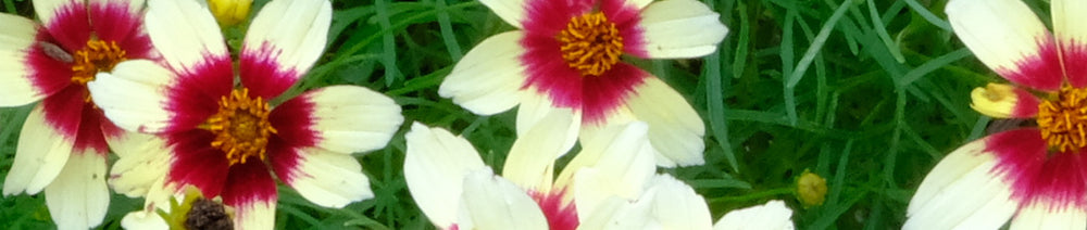 Videos – Plant Delights Nursery