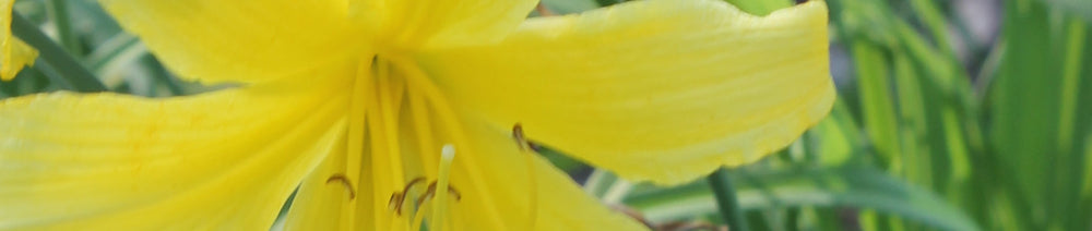 Videos – Plant Delights Nursery