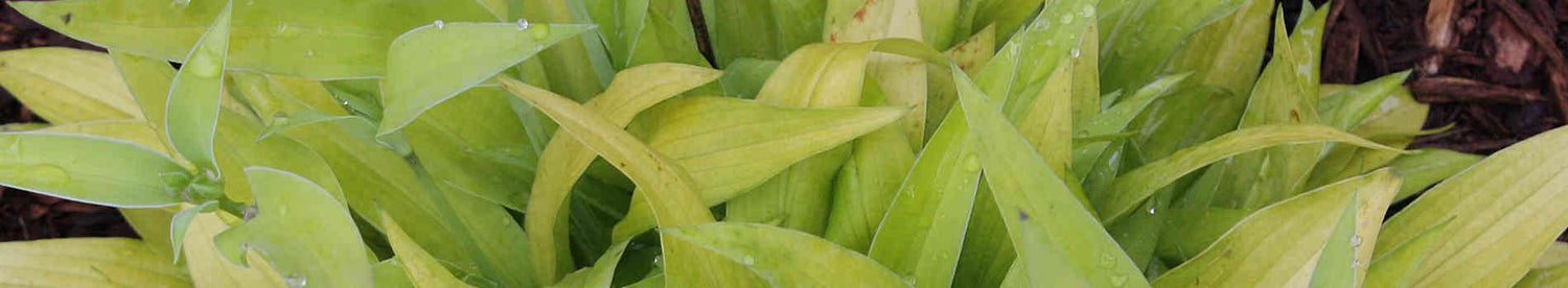 Uncommon, Unusual, and Unique Hostas