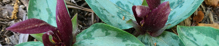Growing Trillium from Seed - Ethically Propagating Trillium Plants from ...