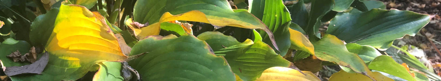 Videos – Plant Delights Nursery