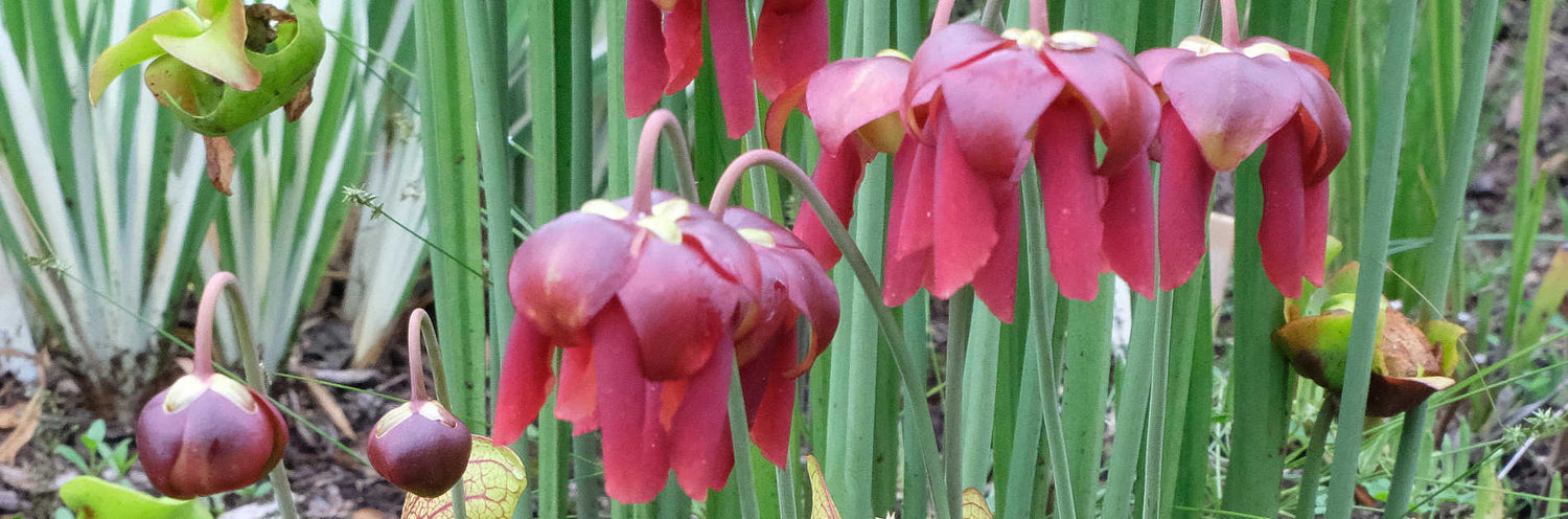How to Build a Pitcher Plant Bog
