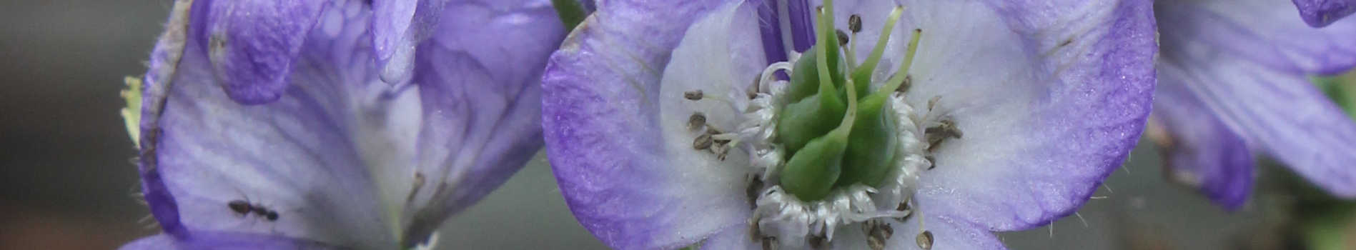 Aconitum | Aconitum Plants for Sale | Monkshood