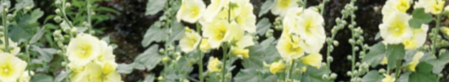 Alcea | Alcea Hollyhock | Alcea Plants | Alcea rugosa