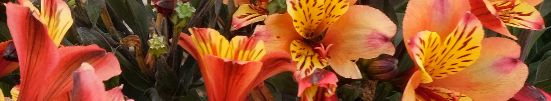 Zone 7 Plants Plants For Zone 7a Zone 7b Zone 7 Perennials 1911