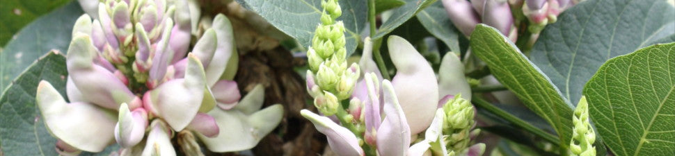 Apios | Groundnut | Plant Delights Nursery