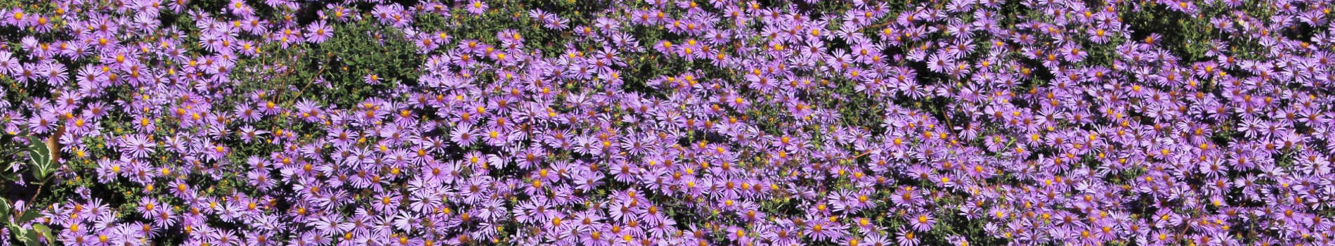 Aster | Japanese Aster | Japaneses Aster Flowers