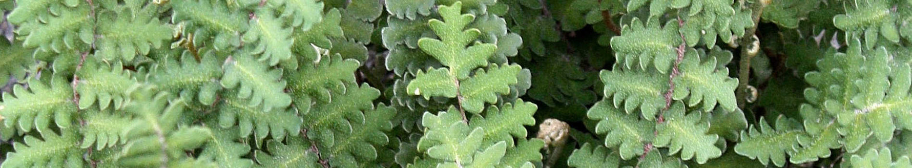 Astrolepis | Wavy Cloak Fern | Astrolepis Ferns