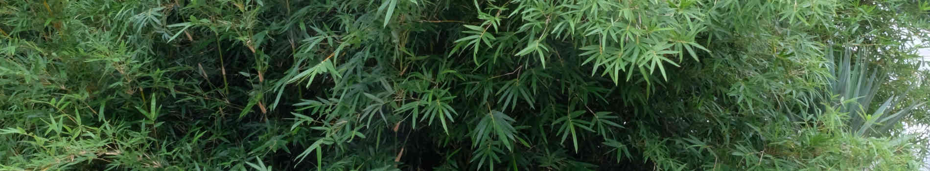 Clumping Bamboo | Clumping Bamboo Plants | Non-invasive Bamboo