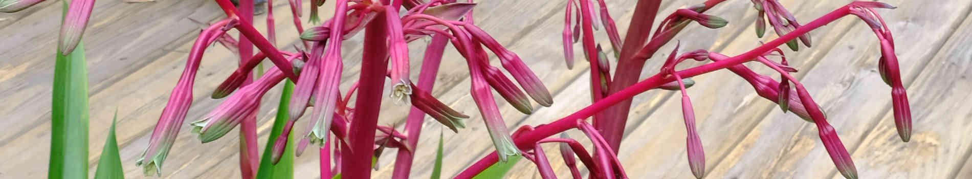 Beschorneria | False Red Agave