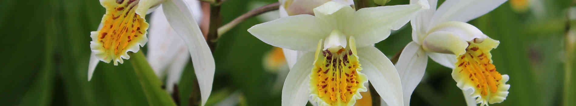 Hardy Orchids for Sale | Hardy Orchids | Terrestrial Orchids