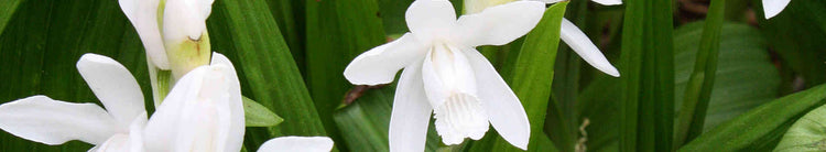 Plants that Start with B | Flowers that Start with B