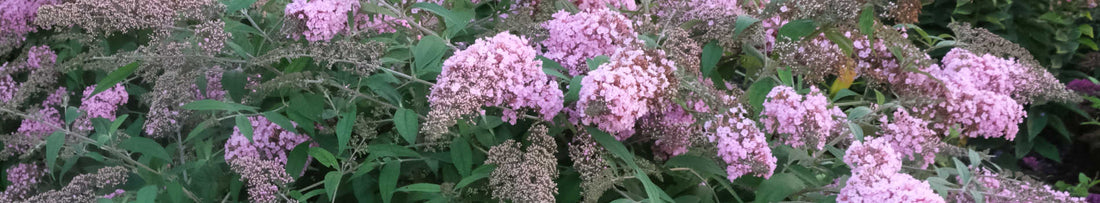 Butterfly Bushes for Sale | Buddleia | Dwarf Butterfly Bushes