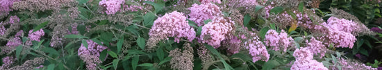 Butterfly Bushes for Sale | Buddleia | Dwarf Butterfly Bushes