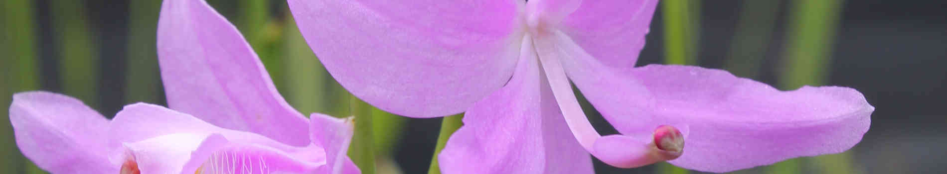 Calopogon | Grass Pink Orchid | Calopogon tuberosus