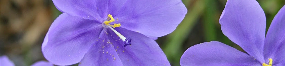 Calydorea | Bartrams Ixia | Plant Delights Nursery