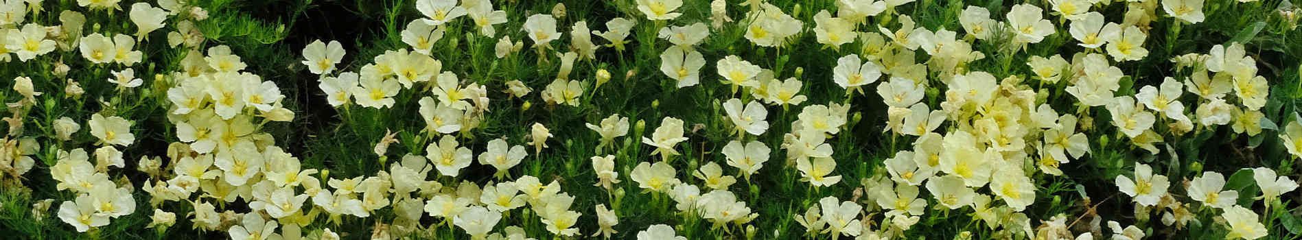 Calylophus | Sundrop | Calylophus for Sale