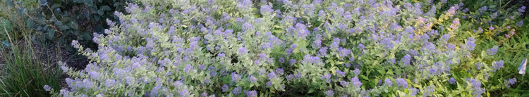 Caryopteris | Bluebeard Plant | Caryopteris for Sale