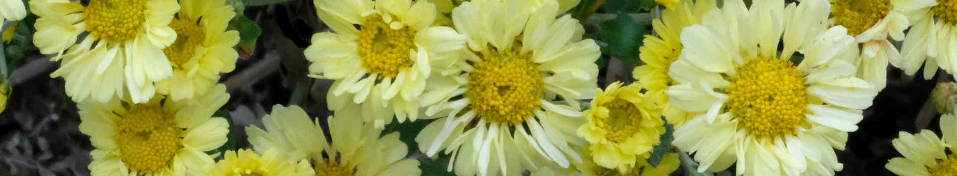 Chrysanthemum | Chrysanthemum Plants for Sale | Mums