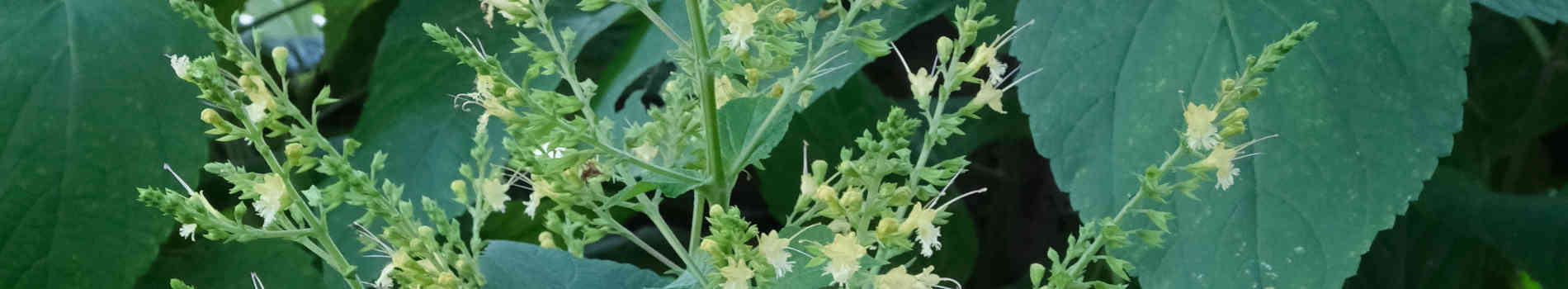 Collinsonia for Sale | Richweed | Collinsonia Flowers