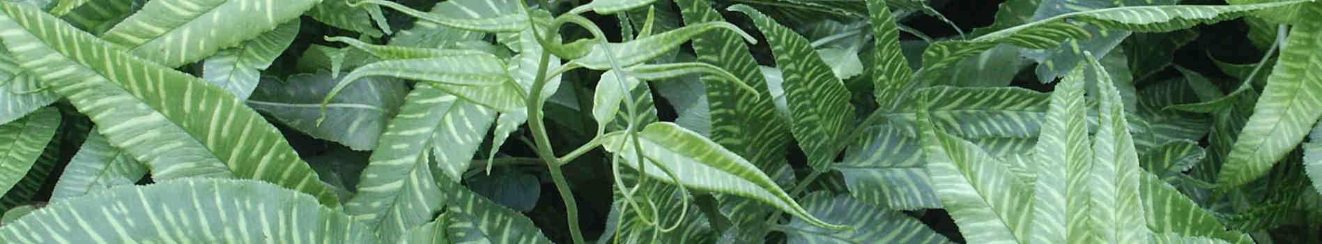 Coniogramme | Bamboo Ferns | Coniogramme Ferns