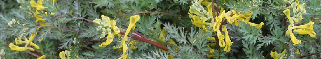 Corydalis | False Bleeding Heart | Corydalis for Sale