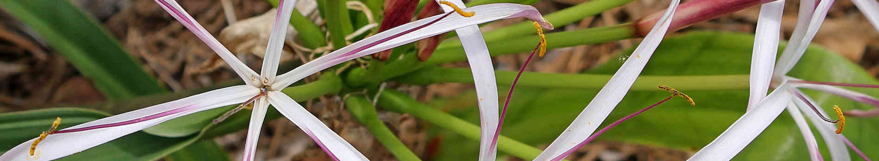 Plants that start with C | Flowers that start with C