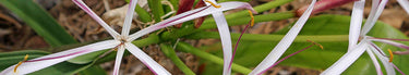 Plants that start with C | Flowers that start with C