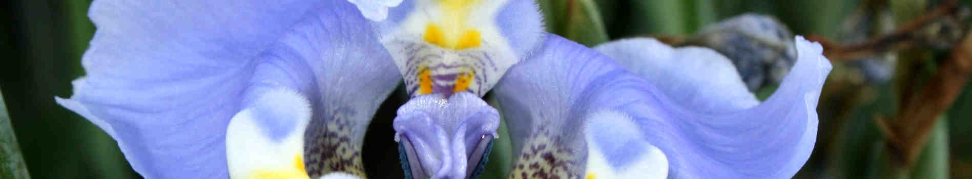 Cypella | Goblet Flower | Cypella coelestis