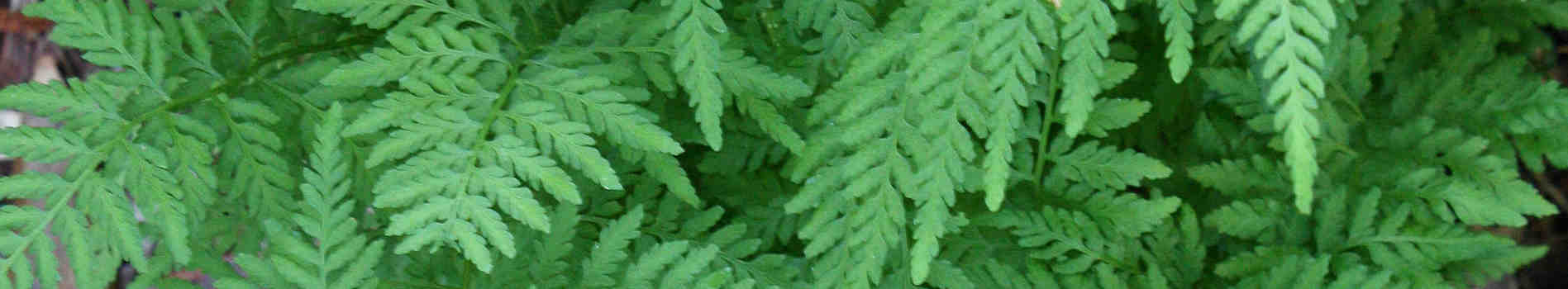 Cystopteris | Bladder Ferns | Cystopteris Ferns | Fragile Ferns