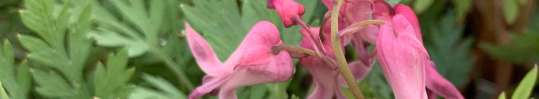 Dicentra | Bleeding Heart Plants for Sale | Dicentra for Sale