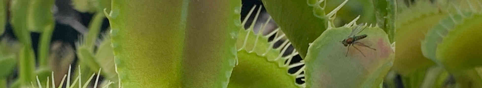 Carnivorous Plants for Sale | Plants That Eat Bugs | Insect Eating Plants