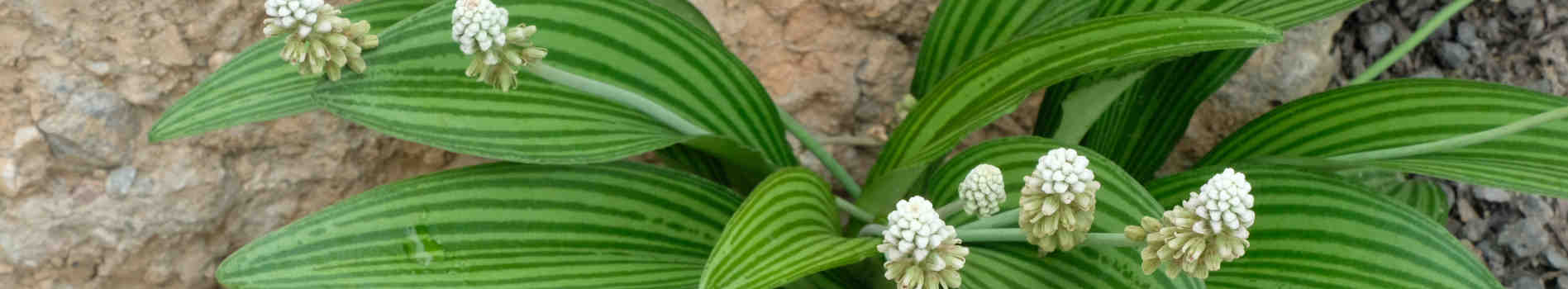 Drimiopsis | Drimiopsis for Sale | African False Hosta
