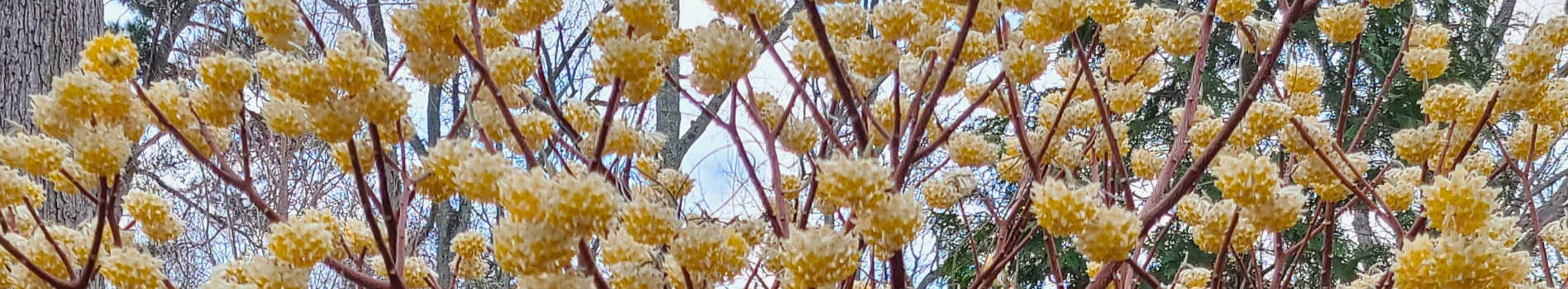 Zone 10 Plants | Plants for Zones 10a - 10b | Zone 10 Perennials