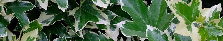 Fatshedera | Fatshedera for Sale | Tree Ivy