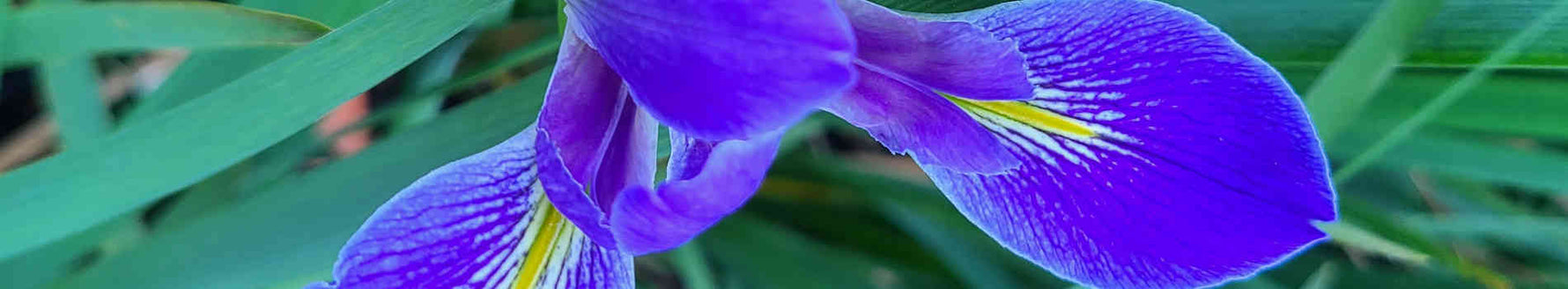 Plants that start with I | Flowers that start with I