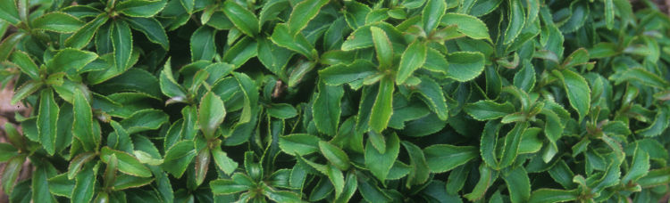 Itea for sale,buy Virginia Sweetspire,Itea,Itea for sale,buy Itea