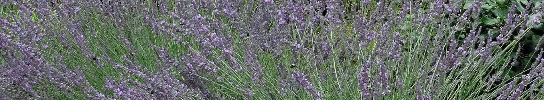 Lavender Plants for Sale | Lavandula | Lavender for Sale