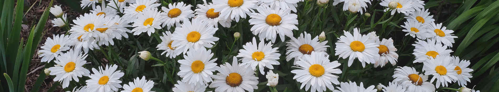 Tumblr Daisies Header
