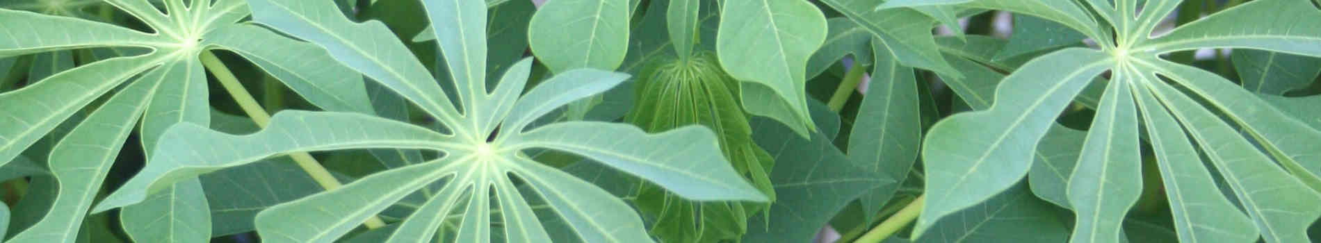 Hardy Tapioca Plant Hardy Tapioca (manihot Grahamii) Plants Framed