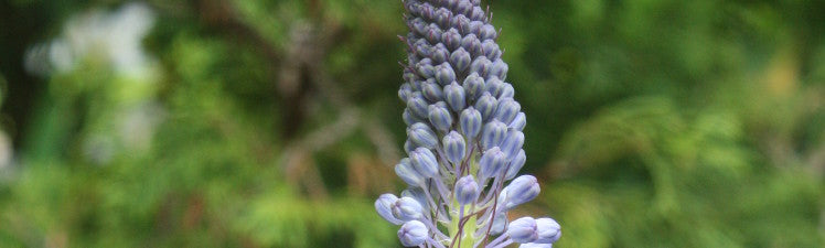 Merwilla for sale,Merwilla,African Scilla,Merwilla for sale