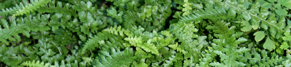 Microlepia | Rigid Lace Fern | Microlepia Ferns