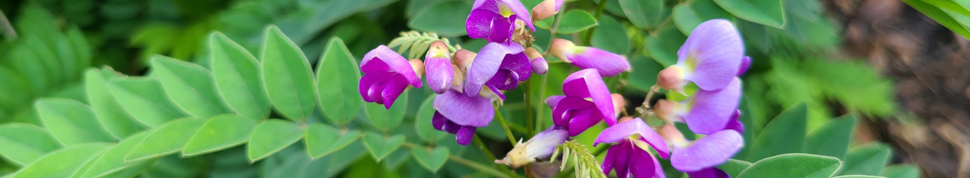 Millettia