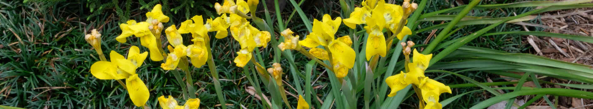 Moraea | Butterfly Iris