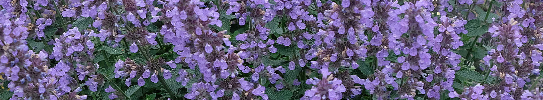 Zone 3 Plants | Plants for Zones 3a - 3b | Zone 3 Perennials