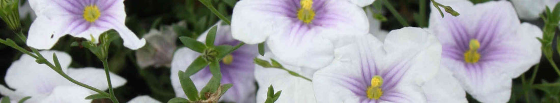 Nierembergia | Cupflower | Nierembergia gracilis