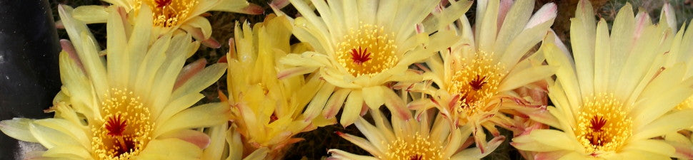 Notocactus | Plant Delights Nursery